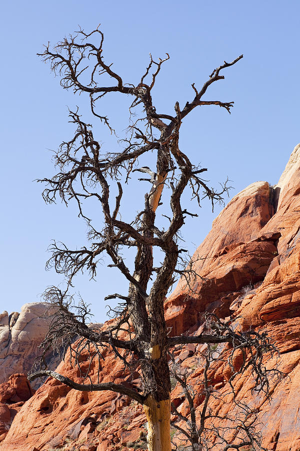 Black Wood Photograph by Kelley King - Fine Art America