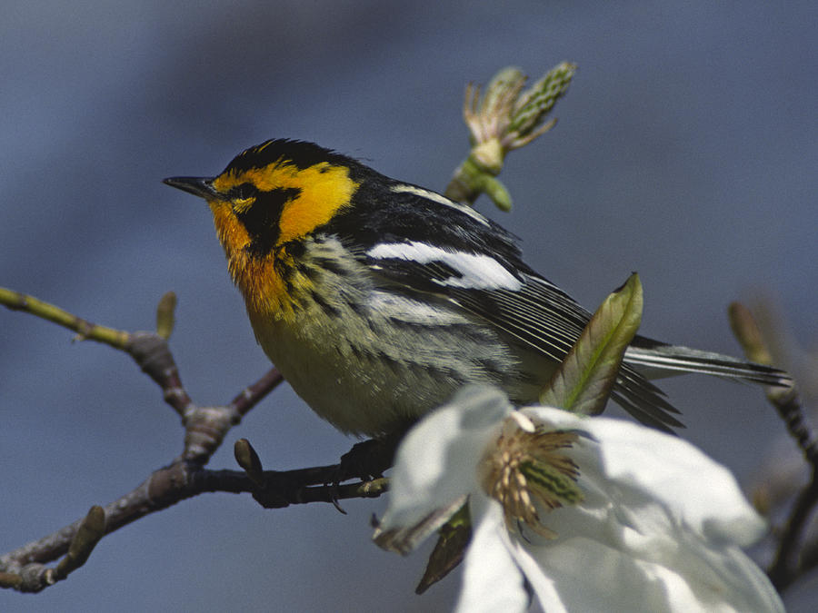 Blackburnian Warbler in magnolia tree Photograph by Mark Wallner - Fine ...