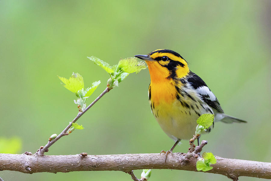 Blackburnian Warbler Photograph by Mike Timmons - Fine Art America
