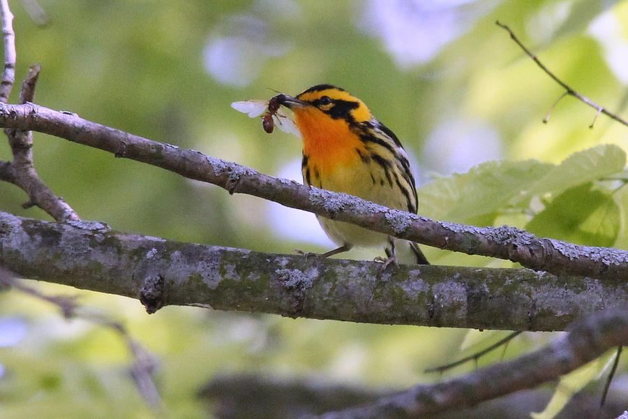 Blackburnian Warbler Photograph by Robert Papps - Pixels