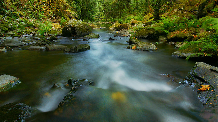 Blissful Photograph by Gittan Klemetsrud | Fine Art America