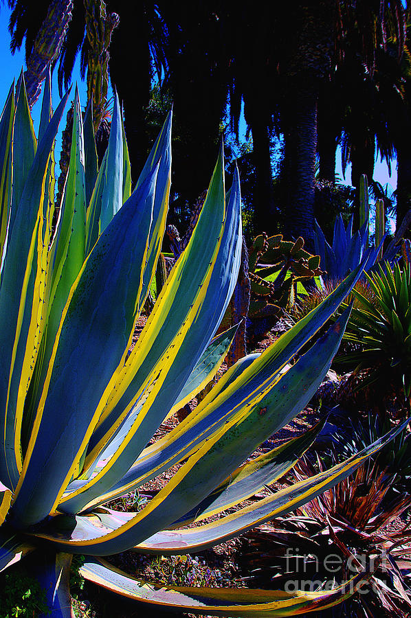 Blue and Yellow Agave leaves Photograph by David Frederick - Fine Art ...