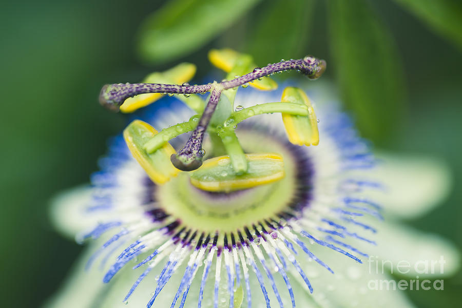 Blue Crown Passiflora Caerulea Passion Flower Photograph By Sharon Mau