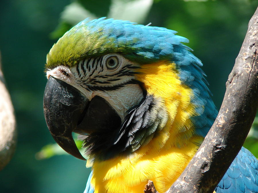 Blue Macaw Photograph by Reel Shots - Fine Art America