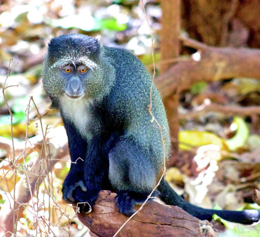 Blue Monkey Photograph by Eileen Renda - Pixels