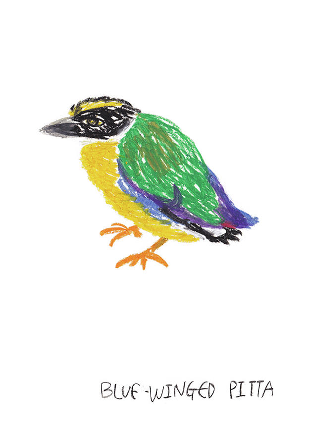 Blue Winged Pitta Drawing by Pookie Pet Portraits | Pixels