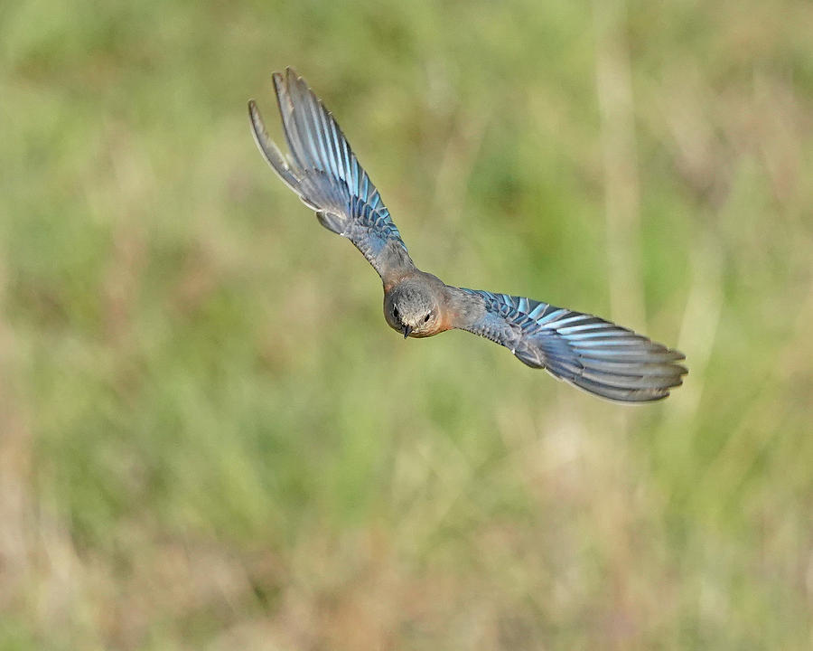 Bluebird in flight 2 female Photograph by Mike Dickie - Fine Art America