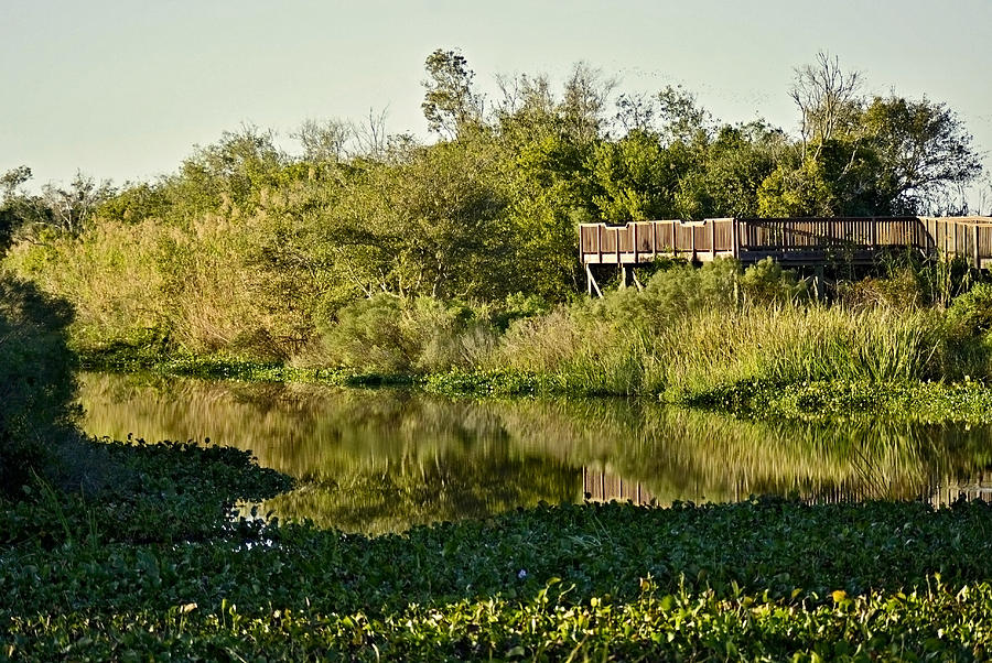 Boardwalk on the Bayou Photograph by Robert Brown - Pixels