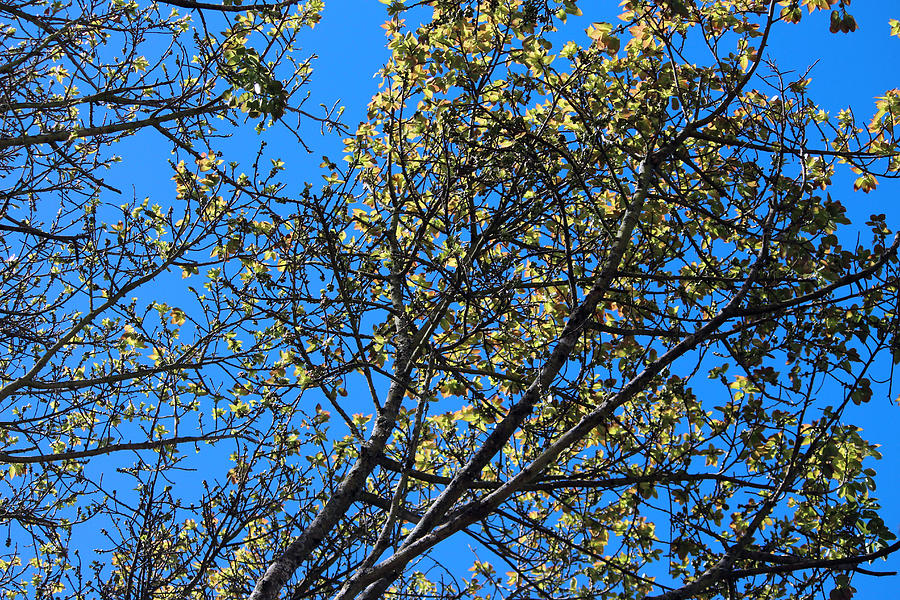 Bodhi Tree Photograph by Bala Krishnan - Pixels Bodhi Tree Photograph by Bala Krishnan - Pixels
