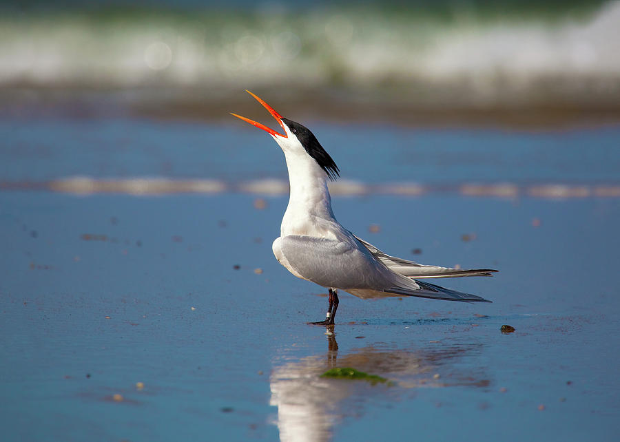Boisterous Photograph by Brian Knott Photography - Pixels