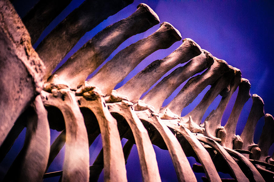 Bone study 2 Photograph by Samuel Hamilton - Fine Art America