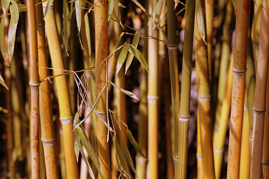 Boo Photograph by Rodger Mansfield - Fine Art America