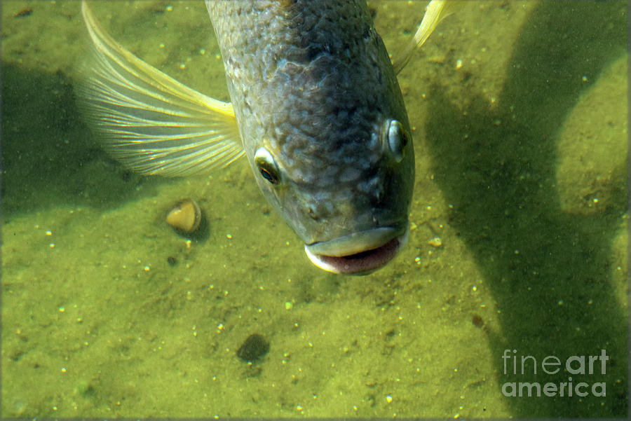 Botox Photograph by William Tasker