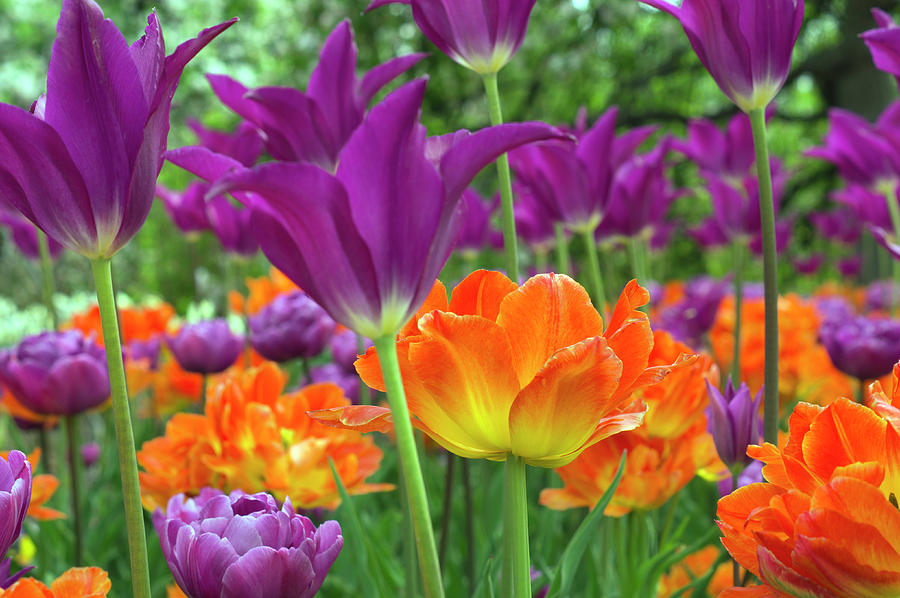 Bright Floral Photograph by Christopher Muto - Fine Art America