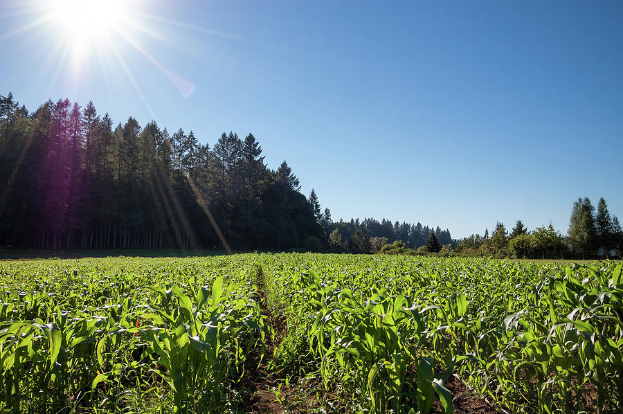 Bright sun shining on young corn on rural farmland Photograph by ...