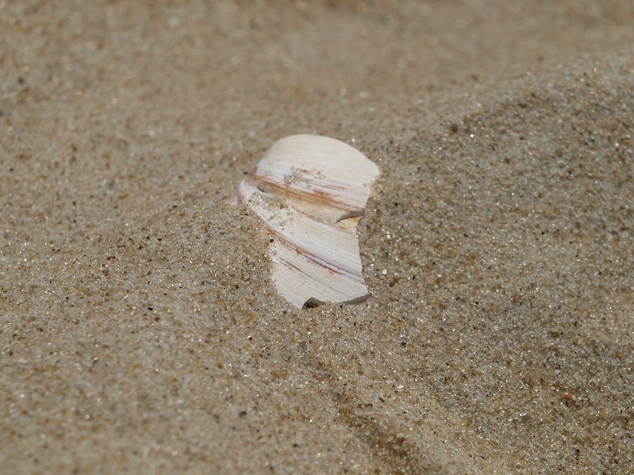 Broken Shell Photograph by Kim - Fine Art America