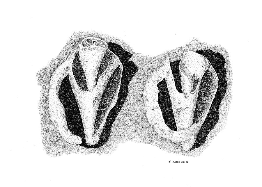 Broken shells Drawing by Ed Einboden - Fine Art America