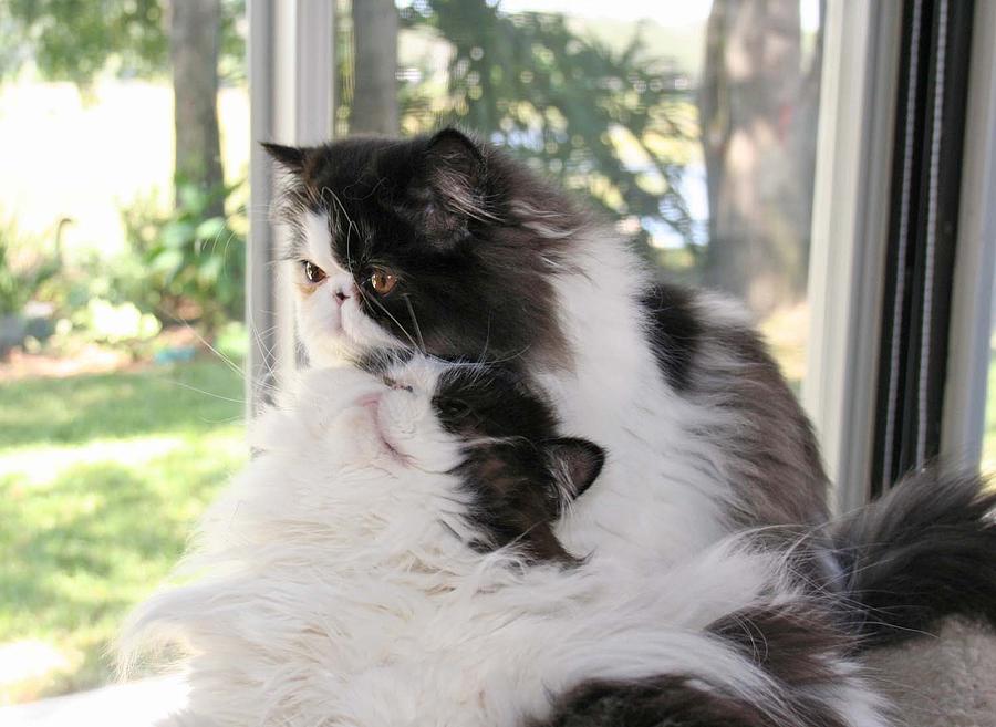Brotherly Love Photograph By Sally Cowan Fine Art America
