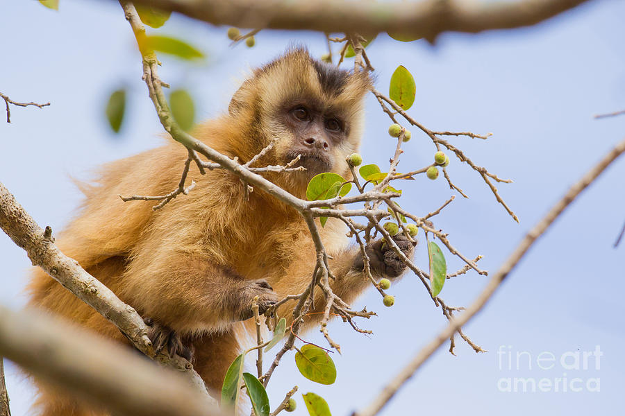 Brown Capuchin Monkey Photograph by B.G. Thomson - Fine Art America