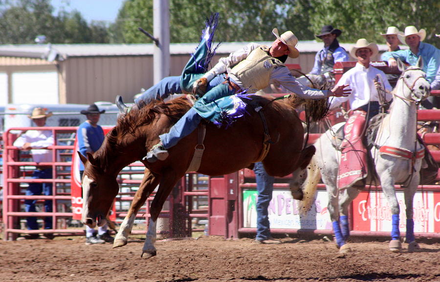 Bucking Bronc Photograph by Gary Coles | Fine Art America