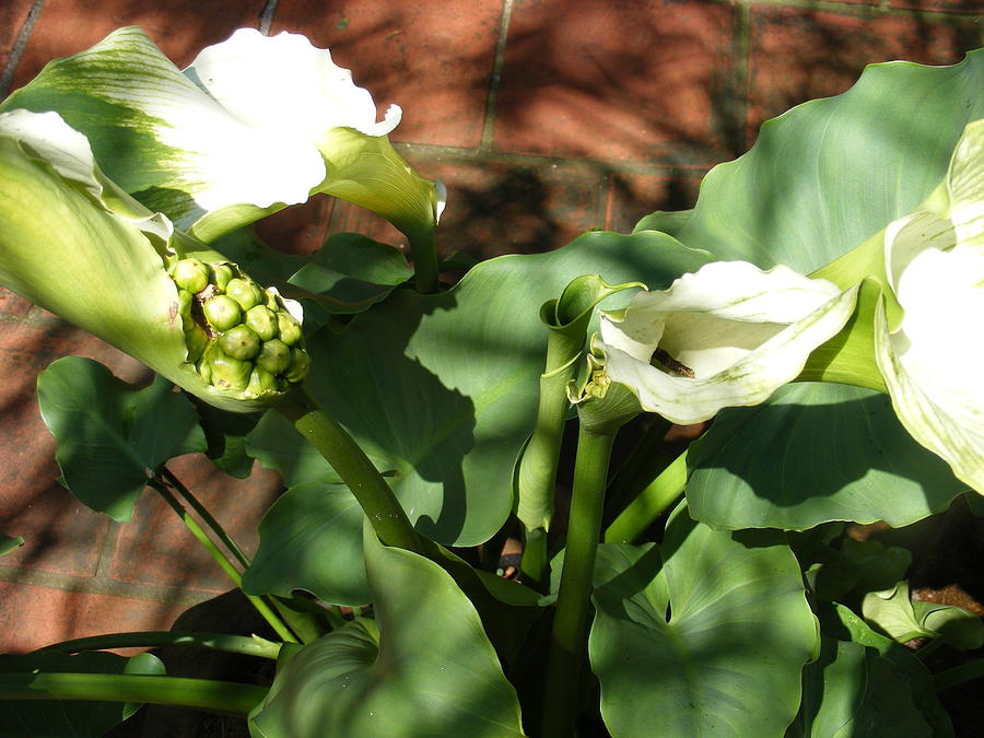 Budding Beauty Photograph By Rose Mulroney Fine Art America