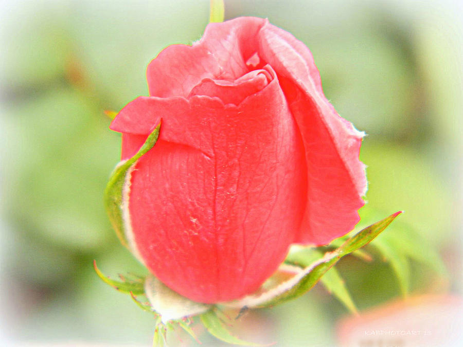 Budding Love Photograph By Kathy Barney Fine Art America