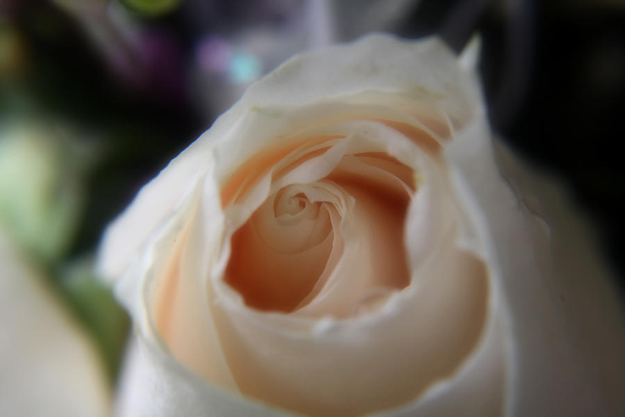 Budding Rose Photograph By Kimberly Jones Fine Art America