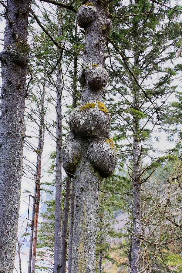 Bumpy Photograph by Douglas Settle - Fine Art America