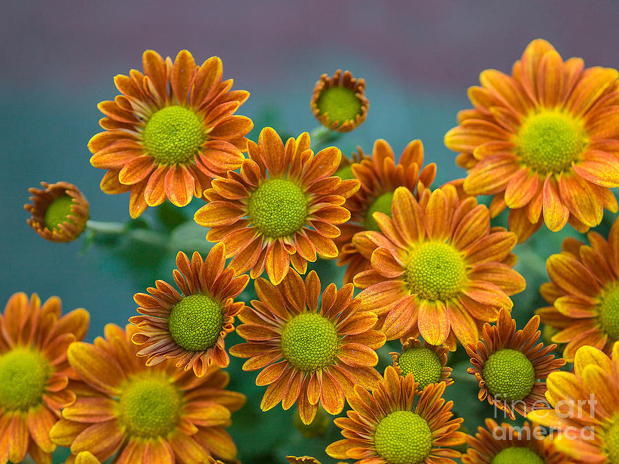 Bunch of daisy Photograph by Lloyd Truong - Fine Art America