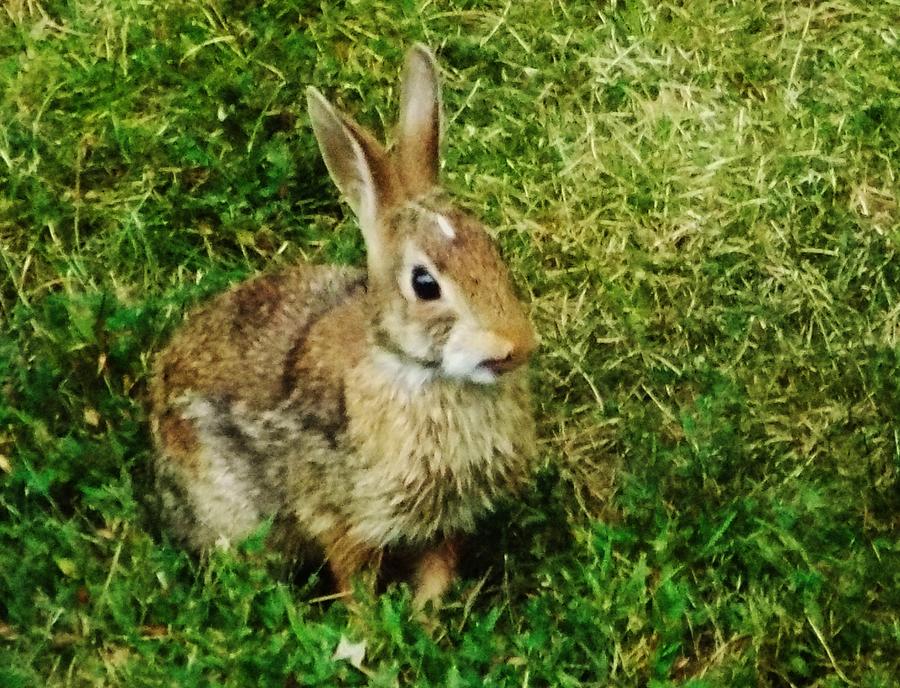 Bunny Rabbit Photograph by Charles Ray - Fine Art America