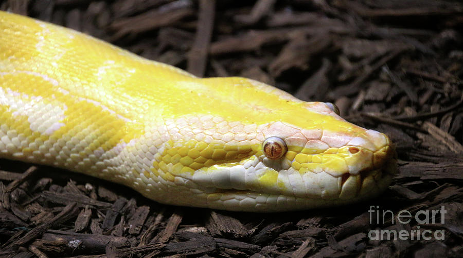 Burmese Python-8824 Photograph by Gary Gingrich Galleries - Fine Art ...
