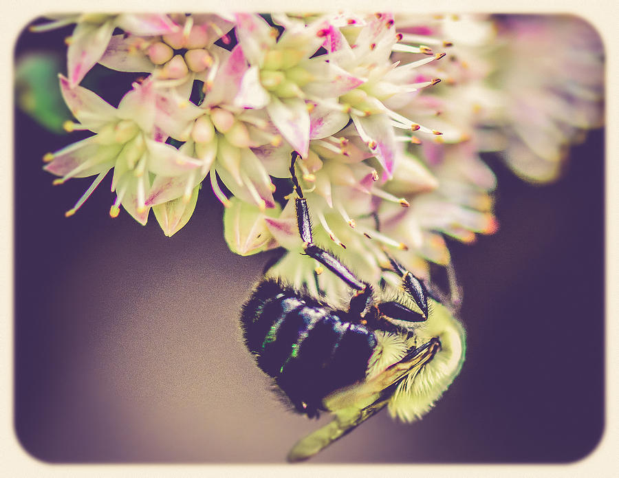 Busy Bee Sweet Nectar Macro Photograph By Black Brook Photography Fine Art America