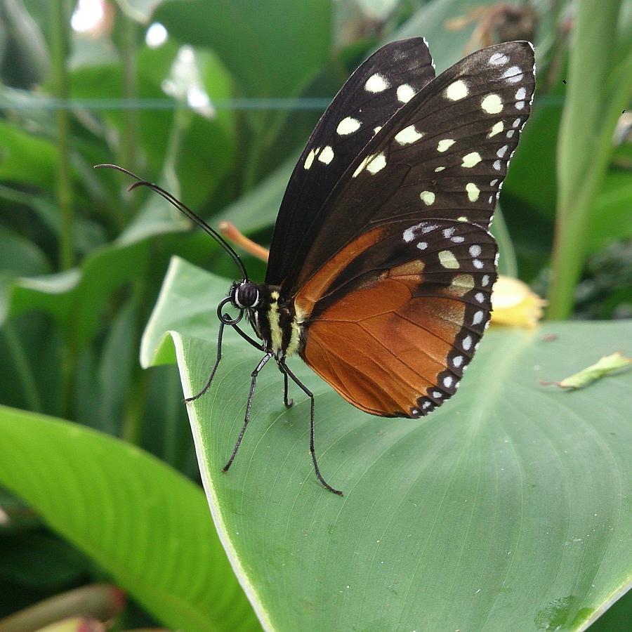 Butterfly Pyrography by Andre Sequeira - Fine Art America
