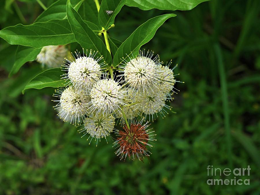 Button Bush Photograph by Gary Richards - Fine Art America