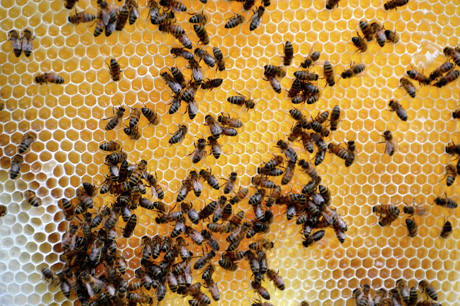 Buzzy Bees Photograph by Lisa Beisel-Linn - Fine Art America
