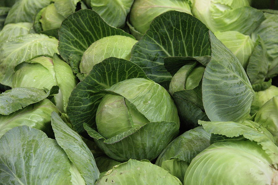 Cabbage Patch Photograph by Clarissa Stuart - Fine Art America