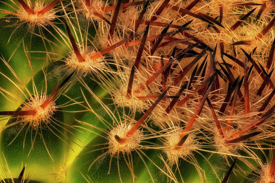 Cactus Focus Stack Photograph by Robert Storost - Fine Art America
