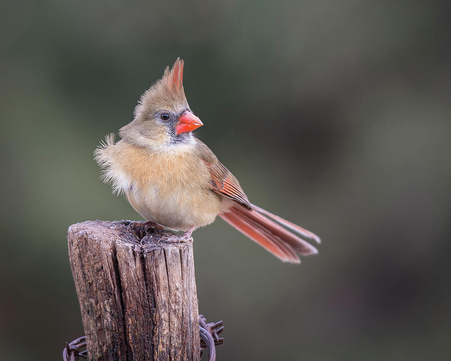 Cadinal Photograph by Larry Pacey | Fine Art America Cadinal Photograph by Larry Pacey | Fine Art America