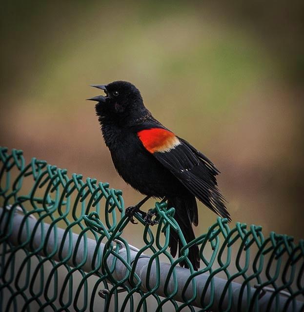 Calling Out to Others Photograph by Robin Ingram - Fine Art America