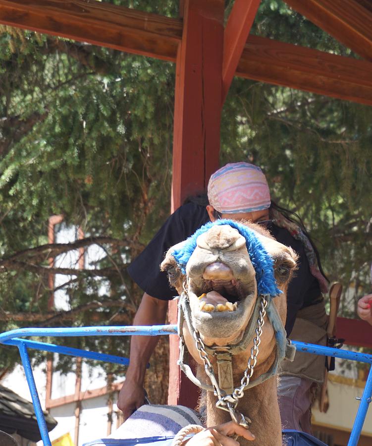 Camel Talk Photograph by Susan Brown | Pixels