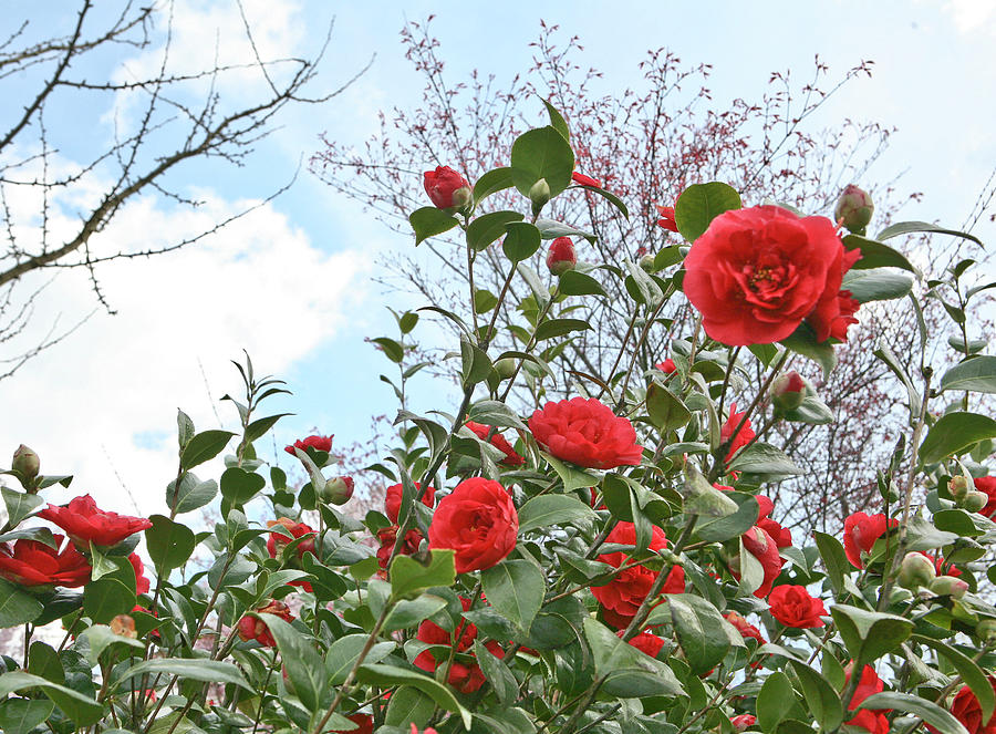 Camila Tree Photograph by Liz Santie | Fine Art America