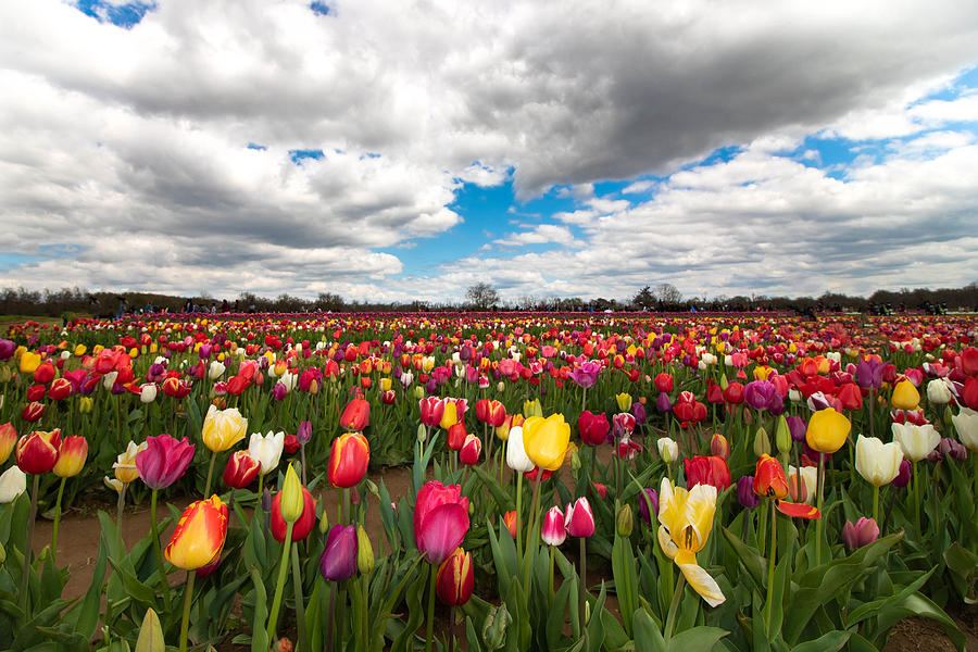 Candy Fields Photograph by Wandering Roots - Fine Art America