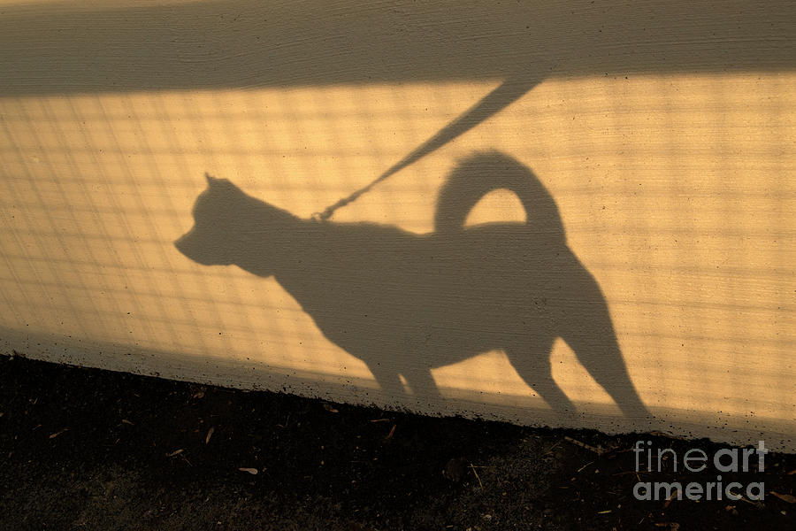 Canine shadow Photograph by Michelle Cyr - Fine Art America