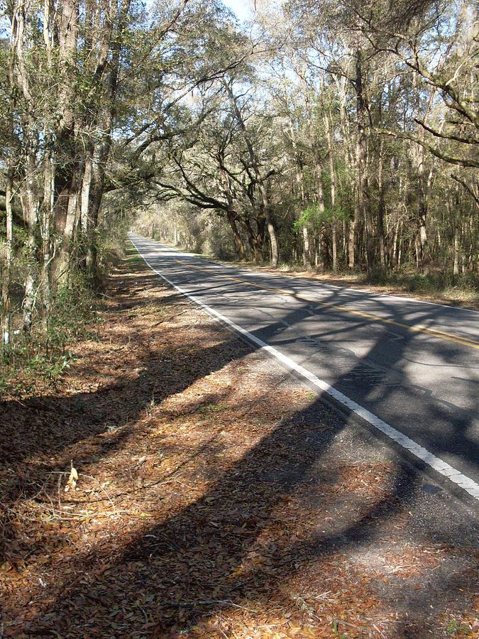Canopy Shadows Photograph by Warren Thompson | Fine Art America