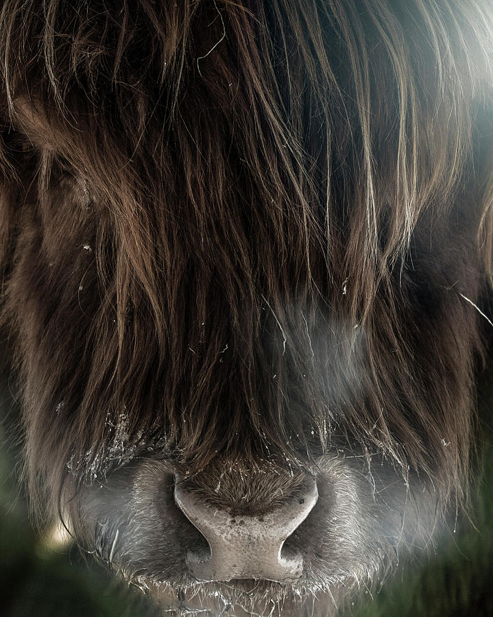 Captivity 2 Photograph by Jay Lapointe | Fine Art America