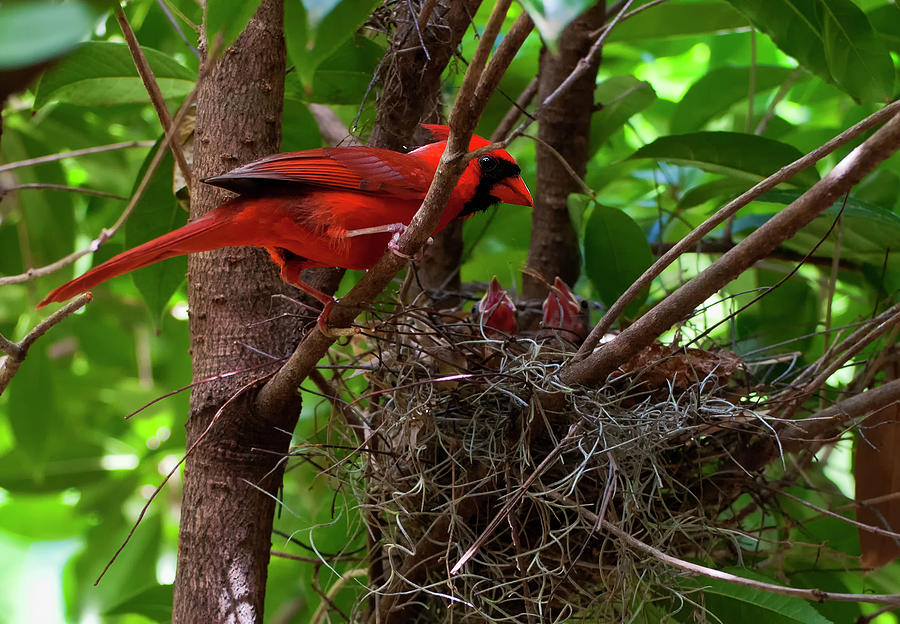 Cardinal and Family Photograph by Anne Baldwin - Fine Art America