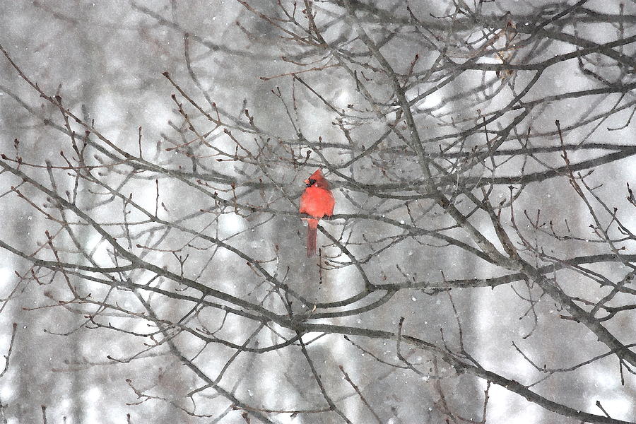 Cardinal Sentinel Photograph by Larry Federman - Fine Art America