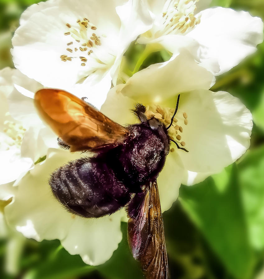 Carpenter Bee Photograph by KaFra Art - Pixels