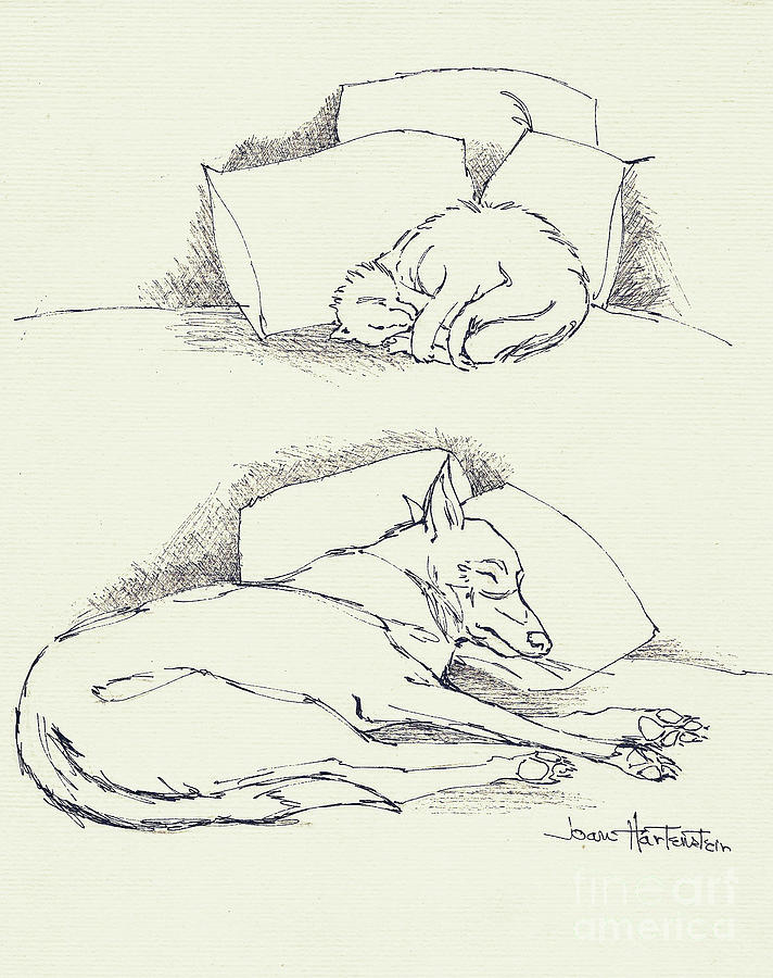Cat and Dog Snooze Drawing by Joan Hartenstein - Fine Art America