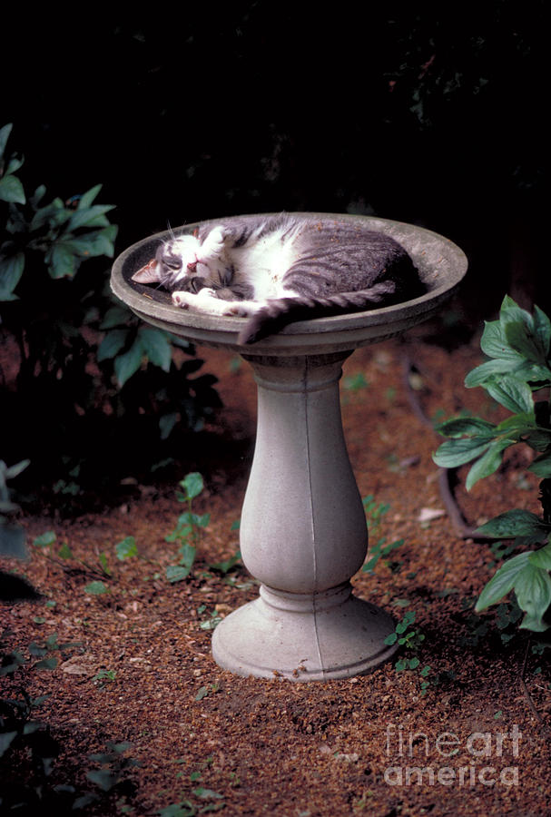 Cat Asleep In A Birdbath Photograph by John Kaprielian - Pixels